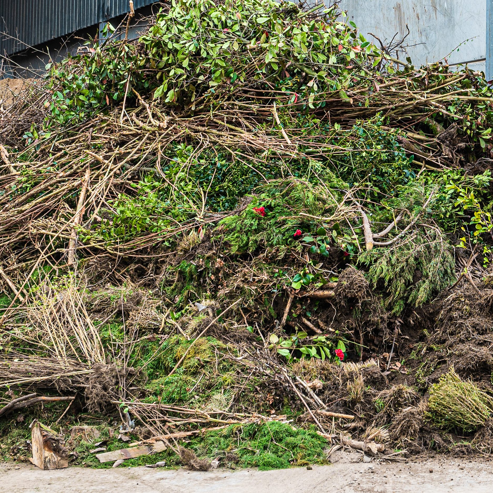 Groenafval - Boomstronken - RE:Eggermont Deinze